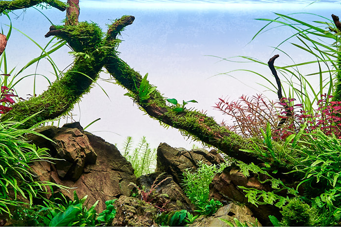 Aquascaping – So verwandelst du ein Aquarium in ein Unterwasserparadies ...